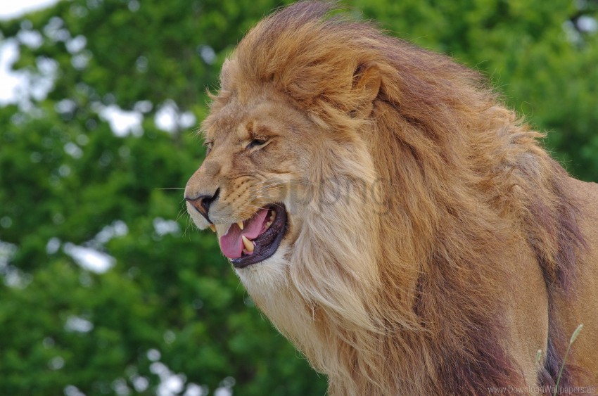 Free download | HD PNG big cat king of beasts lion predator teeth ...
