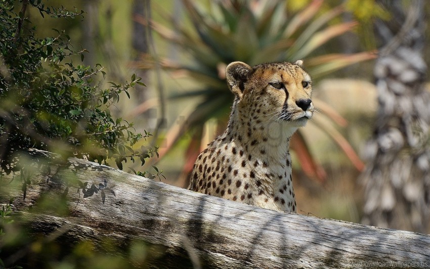 Free download | HD PNG big cat leopard log wallpaper background best ...