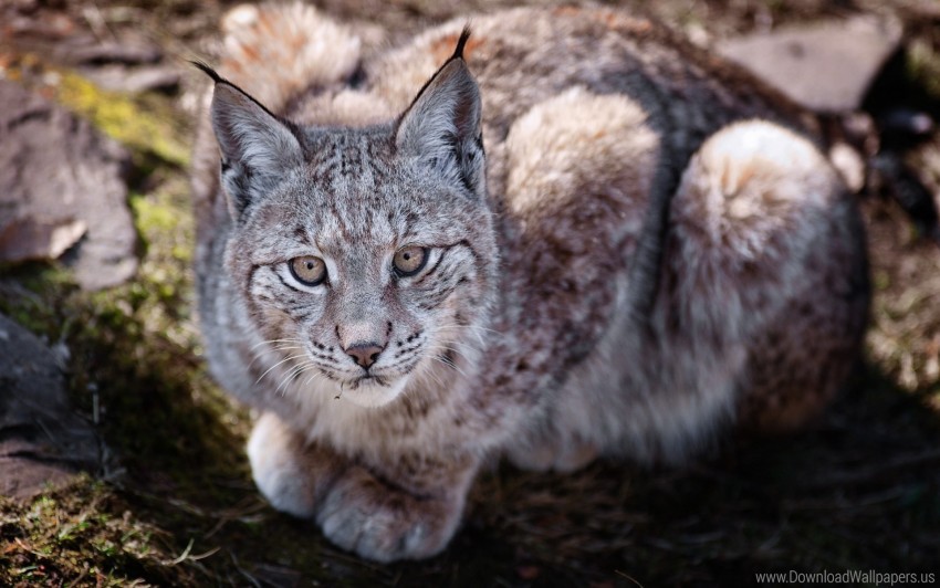 Free download | HD PNG big cat lie lynx predator wallpaper background best stock photos - Image ...