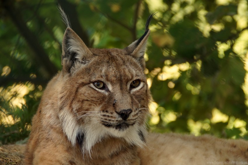 Free download | HD PNG big cat lynx muzzle predator wallpaper background best stock photos ...