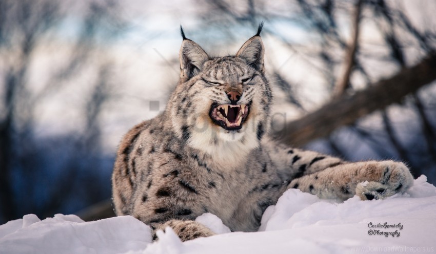 Free download | HD PNG big cat lynx predator snow wallpaper background best stock photos - Image ...