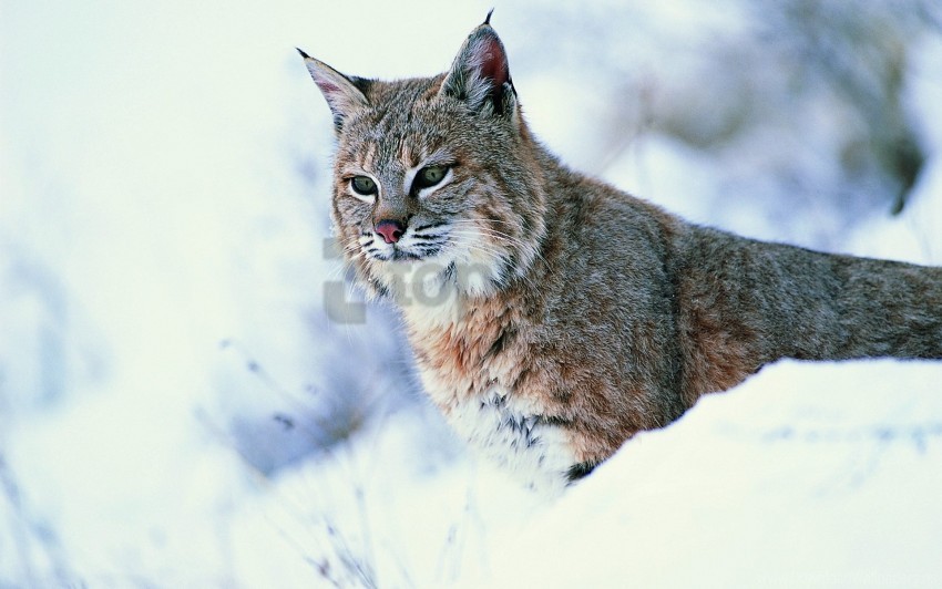 Free download | HD PNG big cat lynx predator snow wallpaper background best stock photos - Image ...