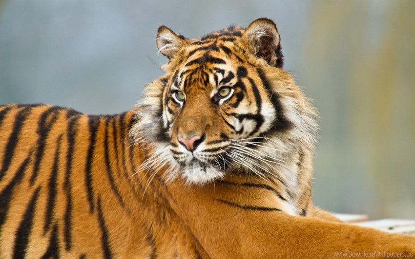 Free download | HD PNG big cat predator striped tiger wallpaper ...