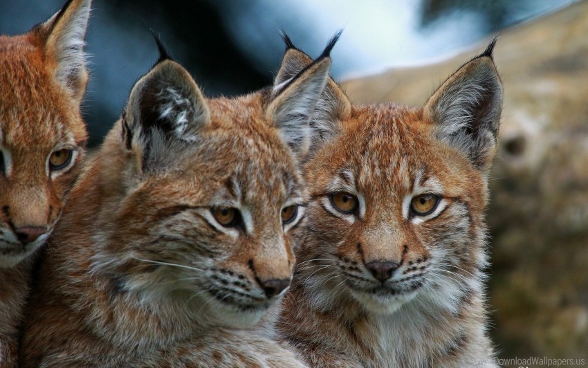 Free download | HD PNG big cats eyes face lynx wallpaper background best stock photos - Image ID ...