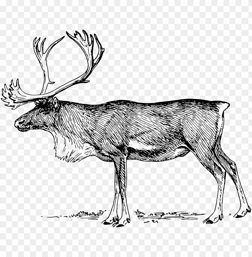 Caribou Drawing Simple