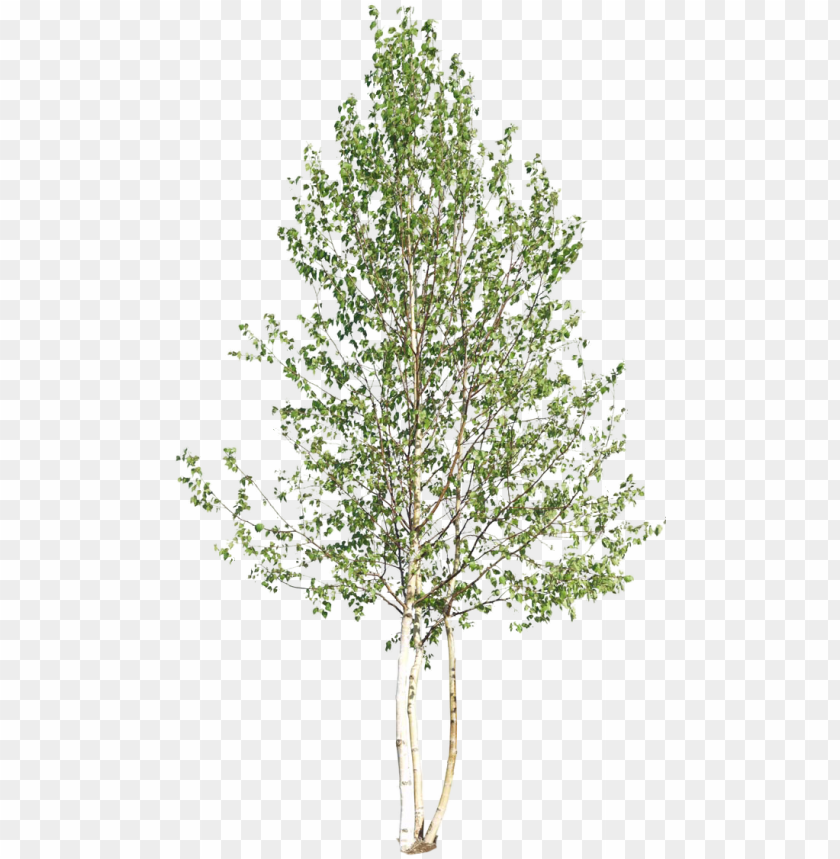 Free download | HD PNG birch log PNG transparent with Clear Background ...
