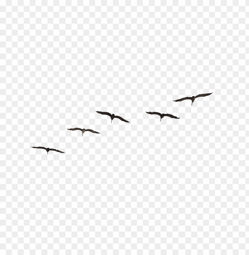 Free download | HD PNG flock of birds in motion PNG transparent with ...