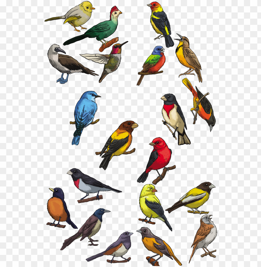 Bird Diversity cutout PNG & clipart images | TOPpng