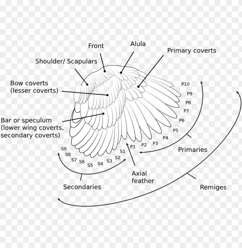 Free download | HD PNG bird PNG transparent with Clear Background ID ...
