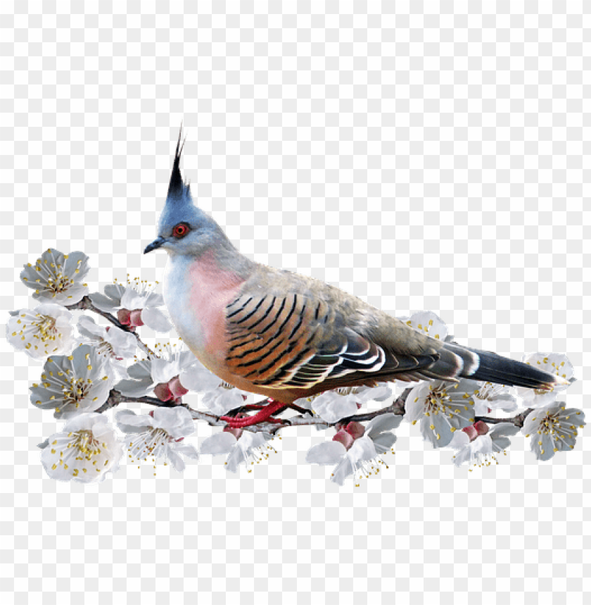 Free download | HD PNG bird PNG transparent with Clear Background ID ...