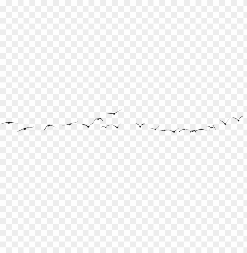 Free download | HD PNG bird PNG transparent with Clear Background ID ...
