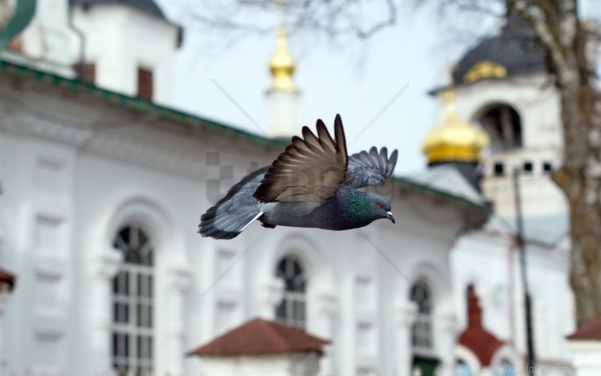 Free download | HD PNG bird blue chapel church flight wallpaper ...