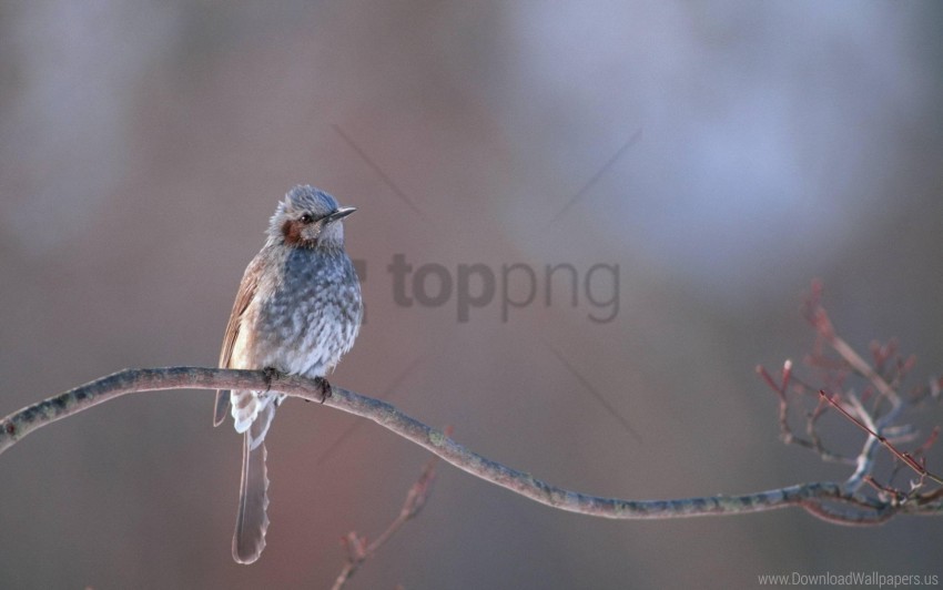 Free download | HD PNG bird branch crest wallpaper background best ...