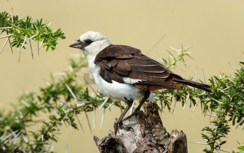 Free download | HD PNG bird branch feathers wallpaper background best ...
