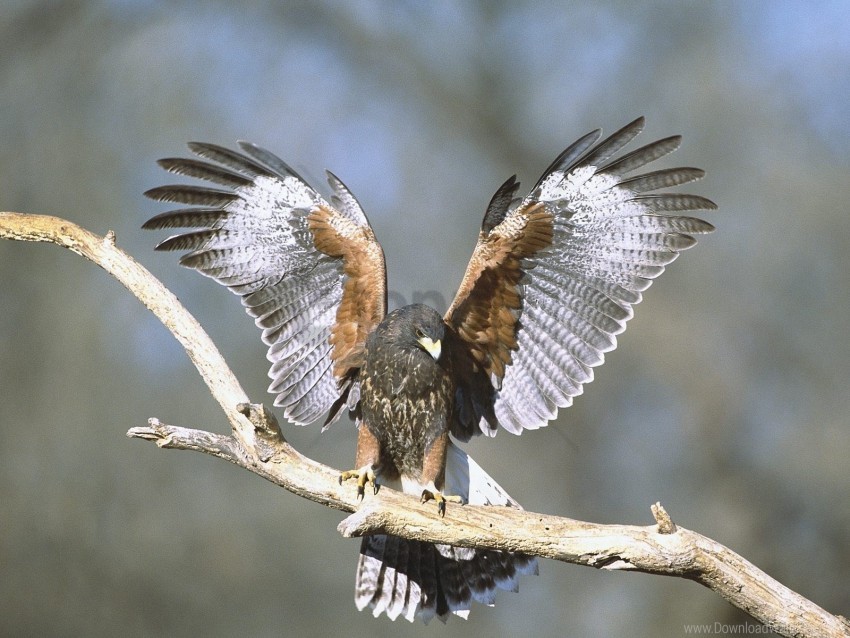 Free download | HD PNG bird branch hawk wings wallpaper background best ...