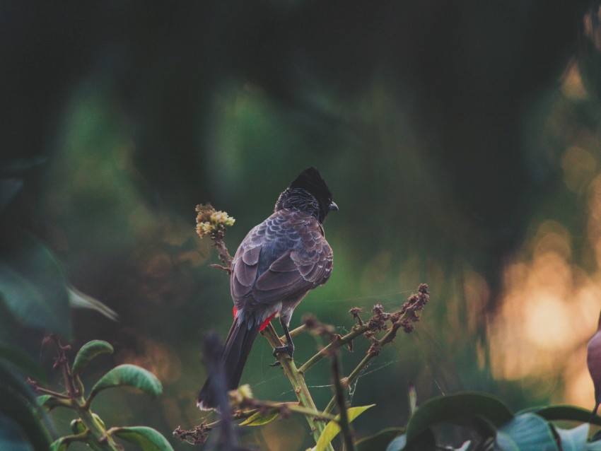 Free download | HD PNG bird branches feathers color black 4k wallpaper ...