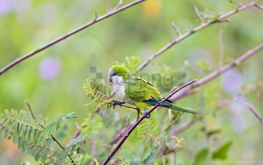 Free download | HD PNG bird branches parrot tree wallpaper background ...