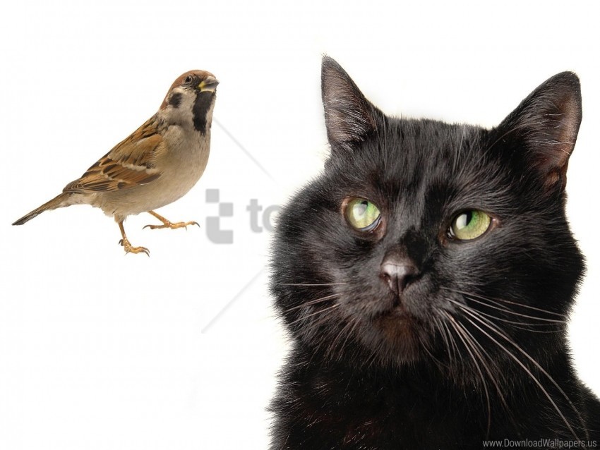 Free download | HD PNG bird cat hunting sparrow wallpaper background ...