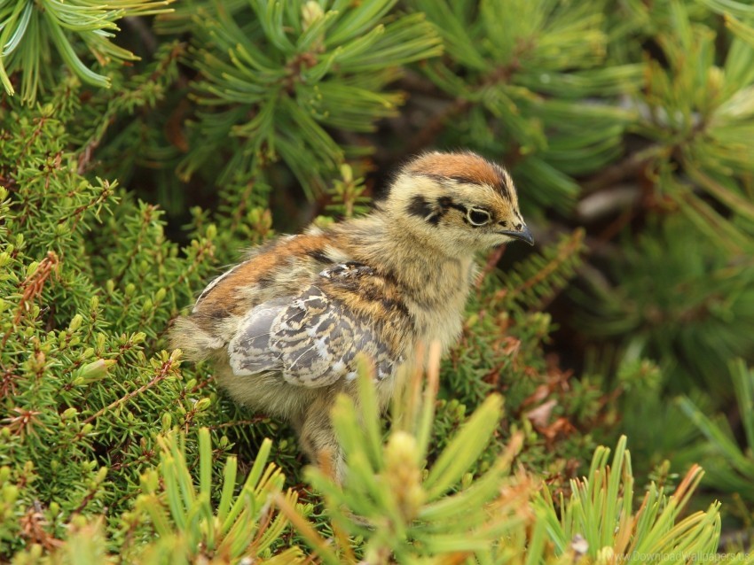 Free download | HD PNG bird chick grass sit wallpaper background best ...