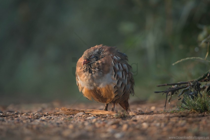 Free download | HD PNG bird chips partridge wallpaper background best ...