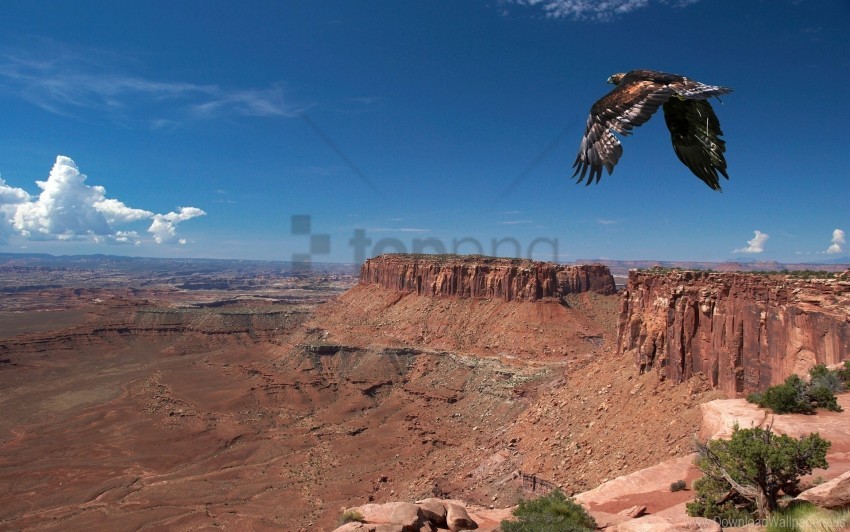 Free download | HD PNG bird cliff flight predator wallpaper background ...
