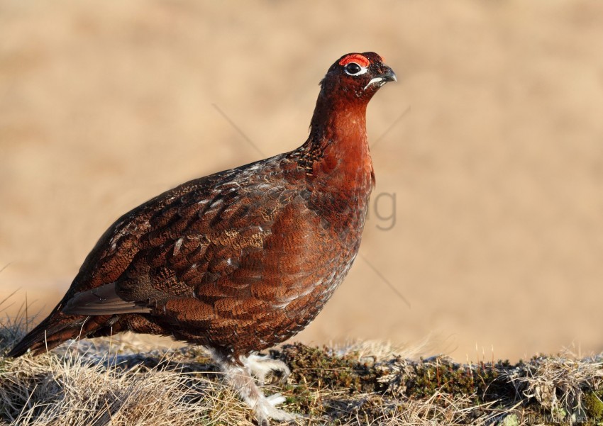 Free download | HD PNG bird color grouse large wallpaper background ...