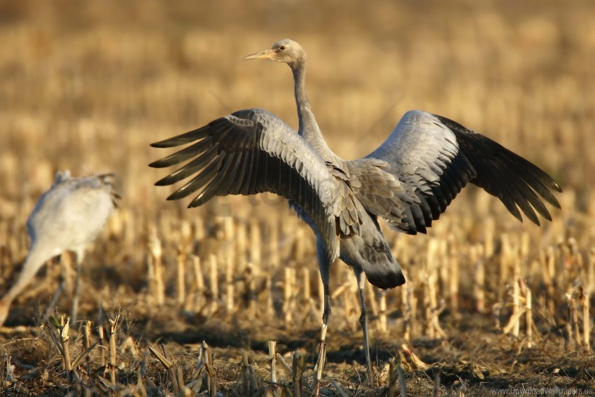 Free download | HD PNG bird crane wings wallpaper background best stock ...