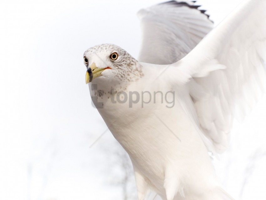 Free download | HD PNG bird dove pure white wallpaper background best ...
