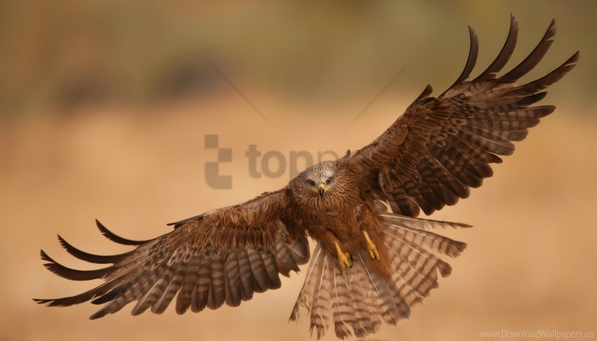 Free download | HD PNG bird eagle flapping vulture wings wallpaper ...