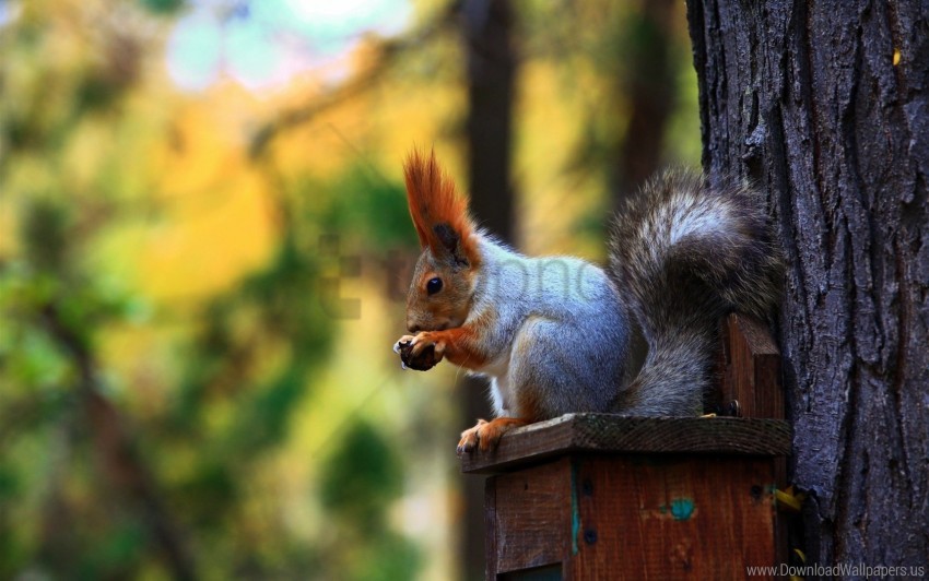 Free download | HD PNG bird ears feeders forest squirrel tail trees ...