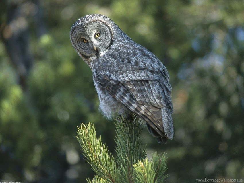 Free download | HD PNG bird expectation opinion owl predator spruce ...