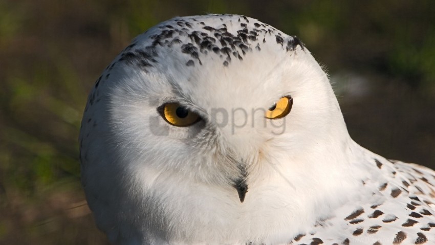 Free download | HD PNG bird eyes owl predator wallpaper background best ...