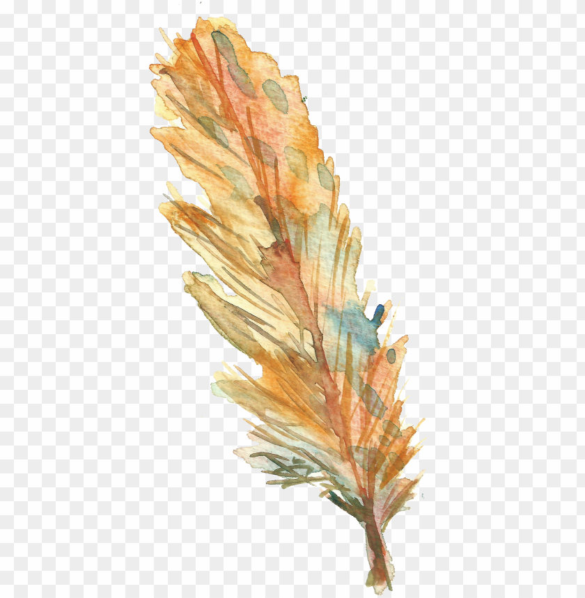 Free download | HD PNG bird feather drawing feather PNG transparent ...