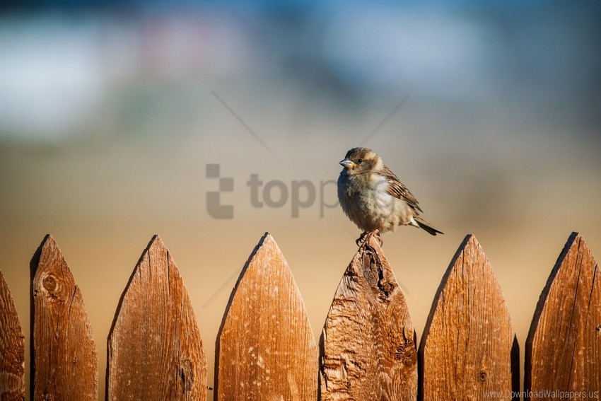 Free download | HD PNG bird fence sky sparrow wallpaper background best ...