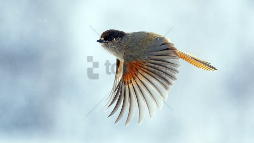 Free download | HD PNG bird flap flight wings wallpaper background best ...