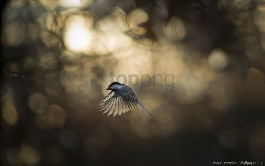 Free download | HD PNG bird flap glare wings wallpaper background best ...