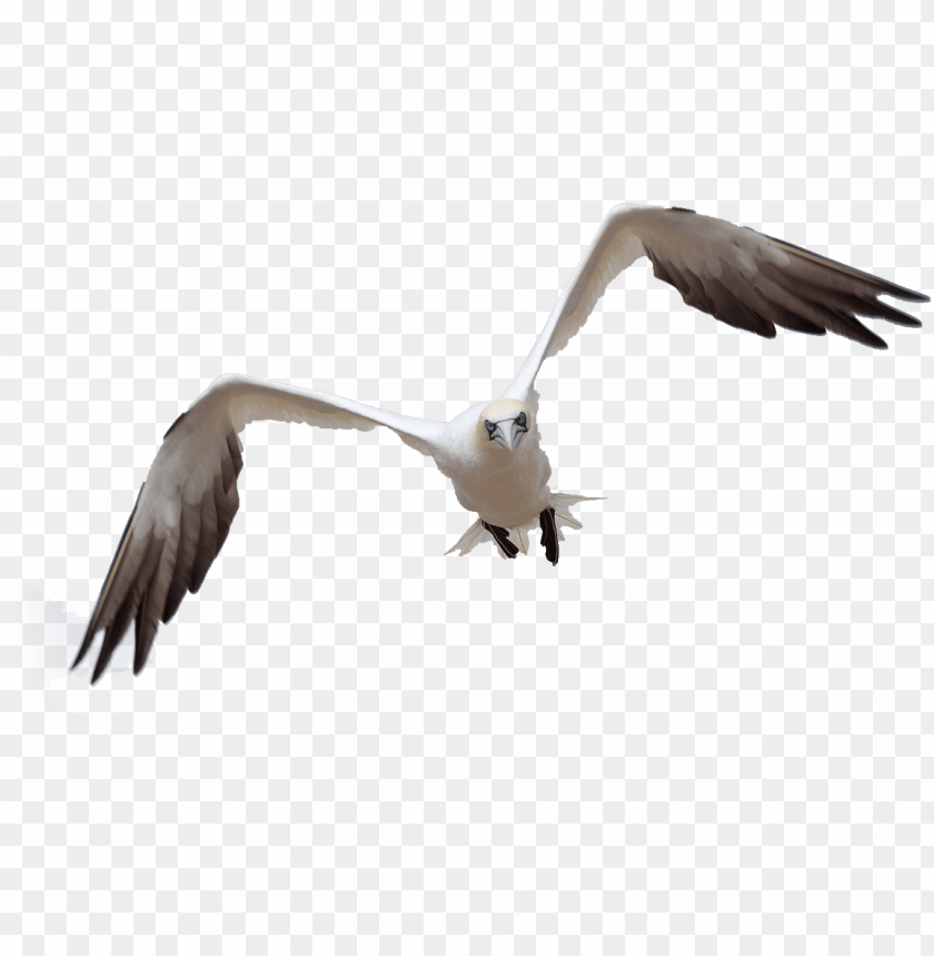 Free download | HD PNG bird flight by queenphotoshop on deviantart bird flying png photosho PNG ...