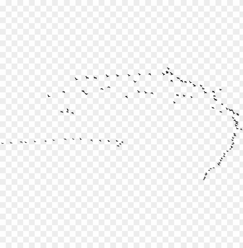 Free download | HD PNG bird flock png flock PNG transparent with Clear ...