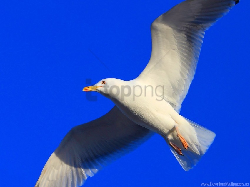 Free download | HD PNG bird fly gull swing wallpaper background best stock photos - Image ID ...