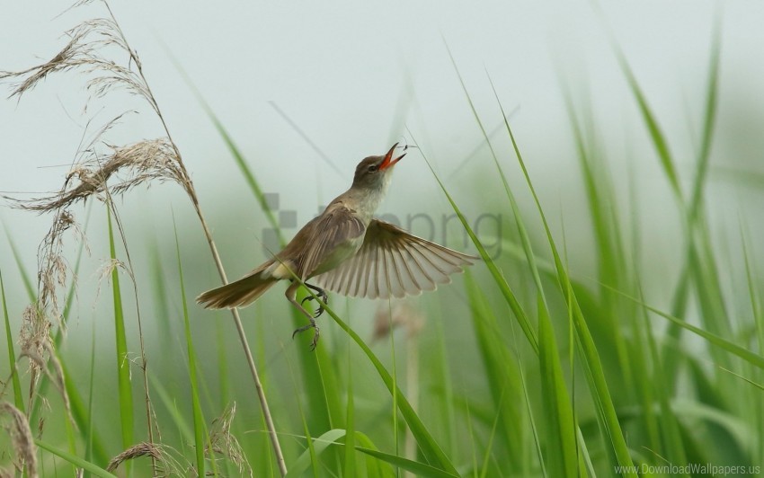 Free download | HD PNG bird flying grass wallpaper background best ...