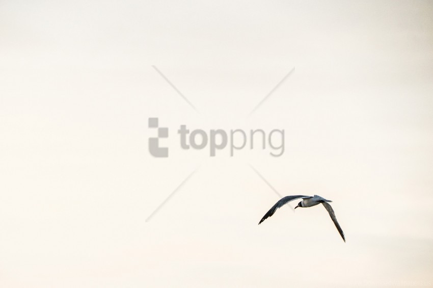 Free download | HD PNG bird flying sky wallpaper background best stock ...