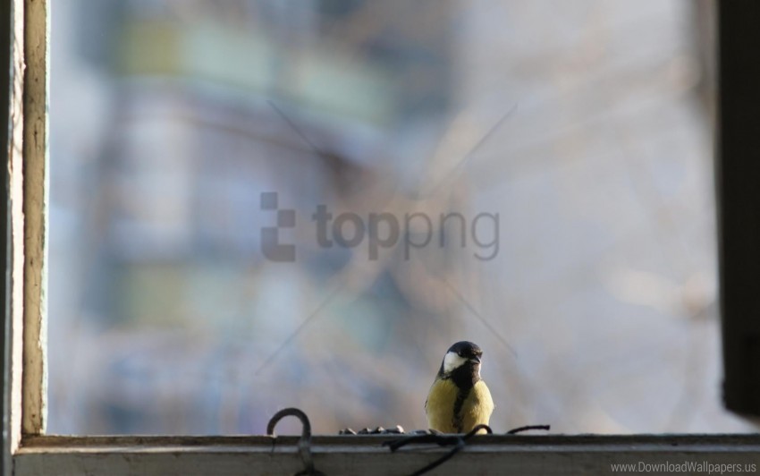 Free download | HD PNG bird glass titmouse window wallpaper background ...