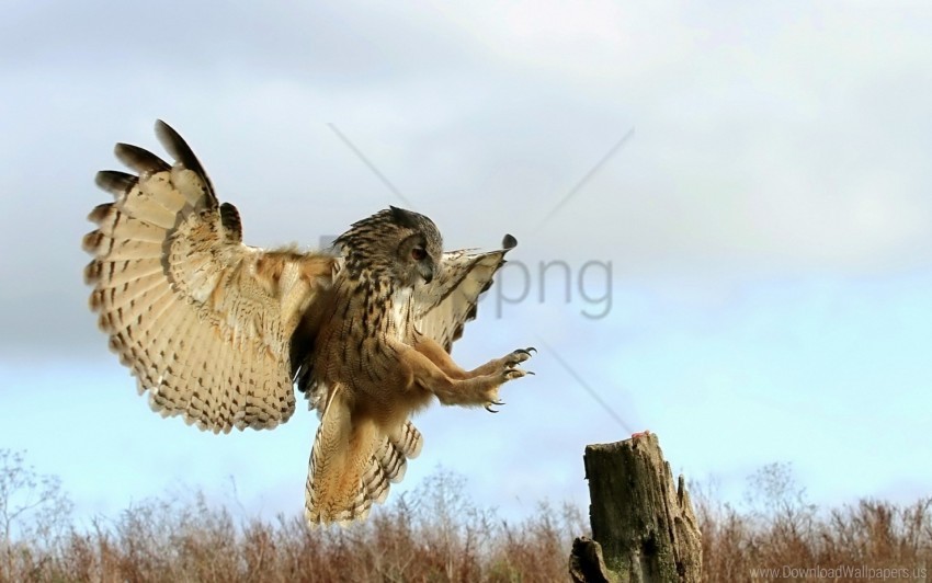 Free download | HD PNG bird grass owl predator tree stump wallpaper ...