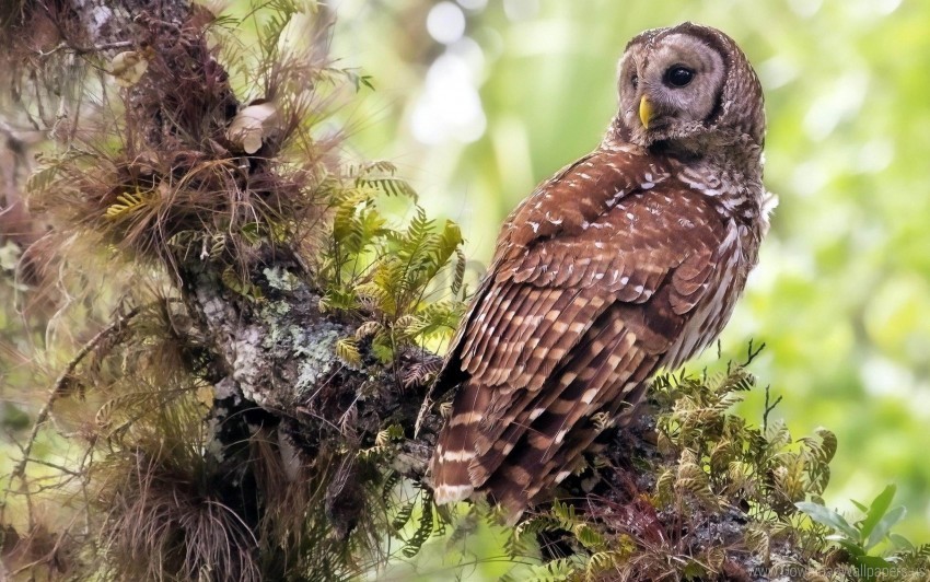 Free download | HD PNG bird grass owl predator tree wallpaper ...