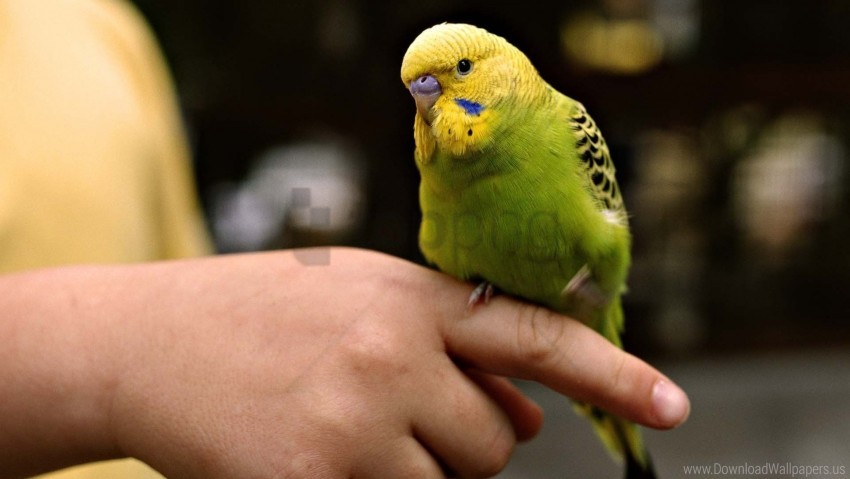 Free download | HD PNG bird hands parrot wallpaper background best ...