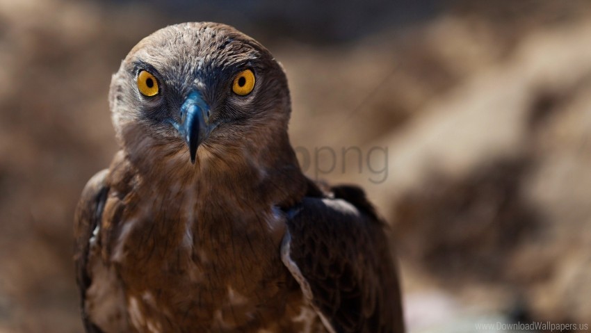 Free download | HD PNG bird hawk predator wallpaper background best ...