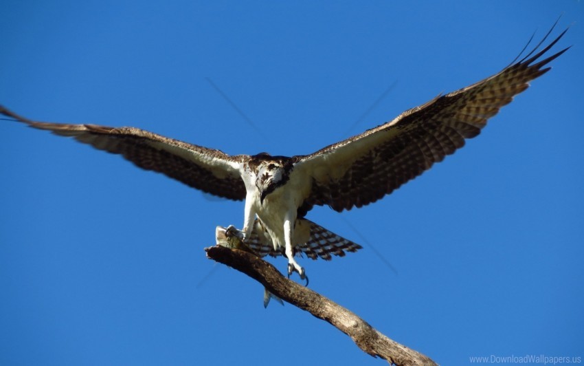 Free download | HD PNG bird hawk predator wing beat wallpaper ...