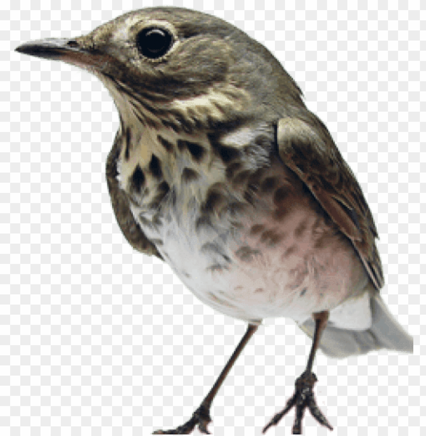 Free download | HD PNG bird in the hand PNG transparent with Clear ...