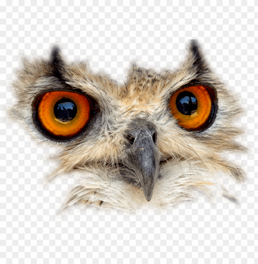 Free download | HD PNG bird mask PNG transparent with Clear Background ...