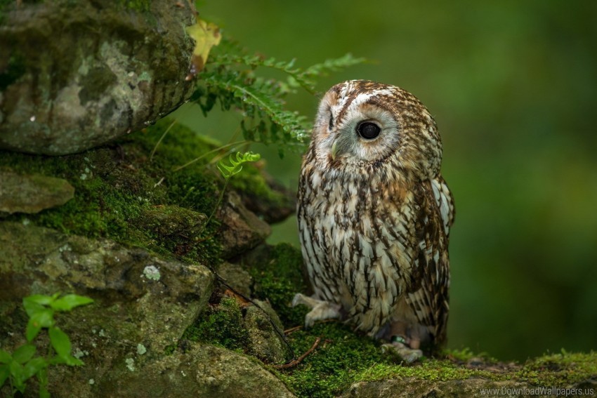 Free download | HD PNG bird moss owl predator wallpaper background best ...